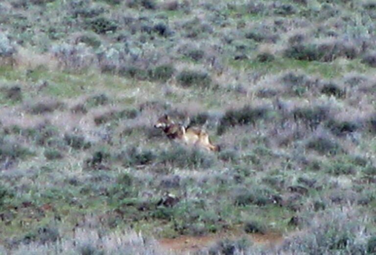 CDFW 2 – Pacific Wolf Coalition