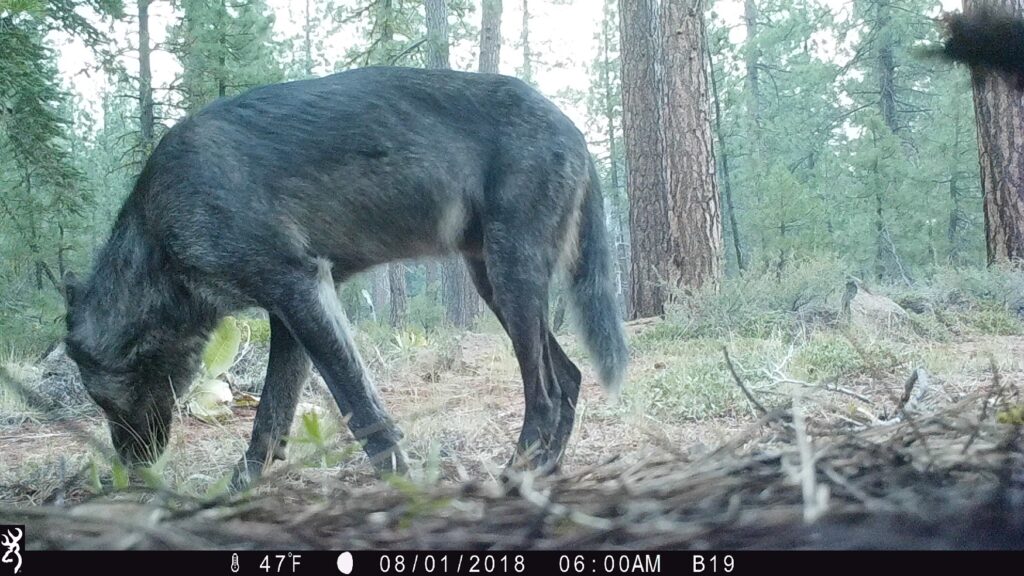 The Lassen Pack – Pacific Wolf Coalition
