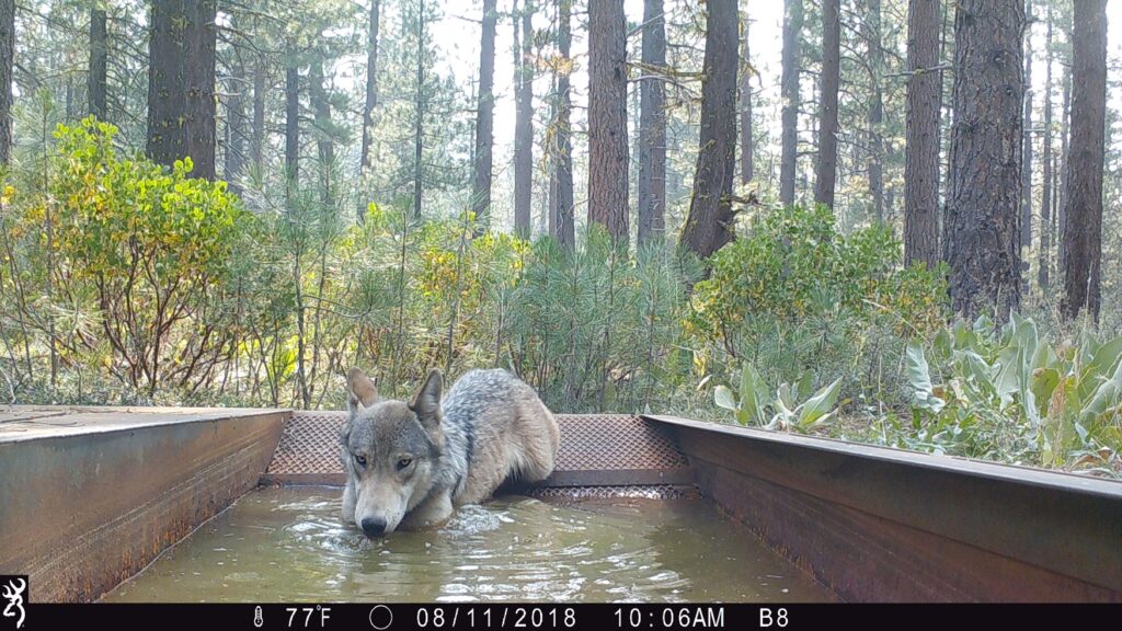 The Lassen Pack – Pacific Wolf Coalition