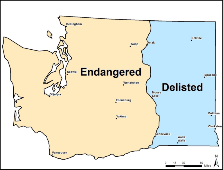 Washington Wolves – Pacific Wolf Coalition