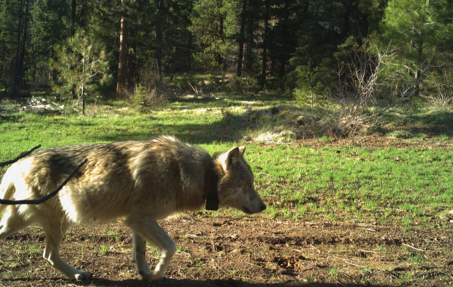 The Teanaway Pack – Pacific Wolf Coalition