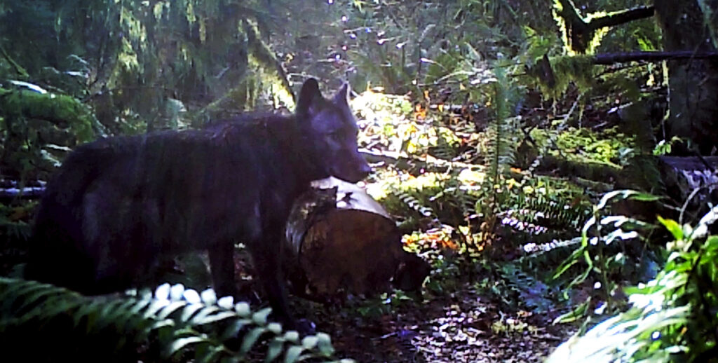 wolf_cam-copy – Pacific Wolf Coalition