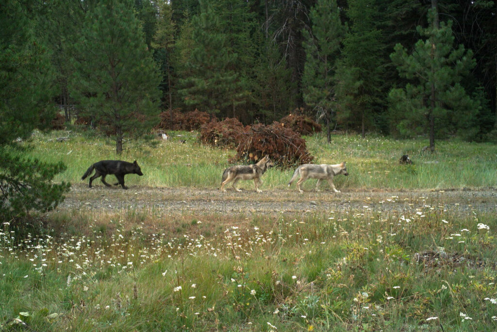 The Fivemile Pack – Pacific Wolf Coalition