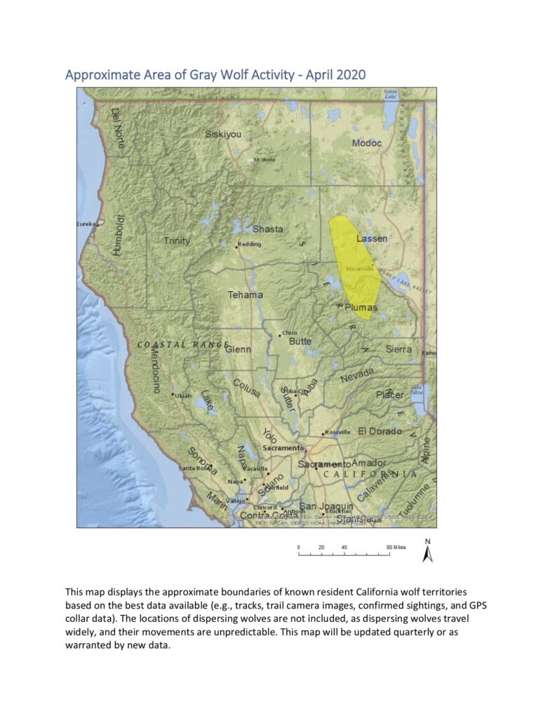 California Wolves – Pacific Wolf Coalition