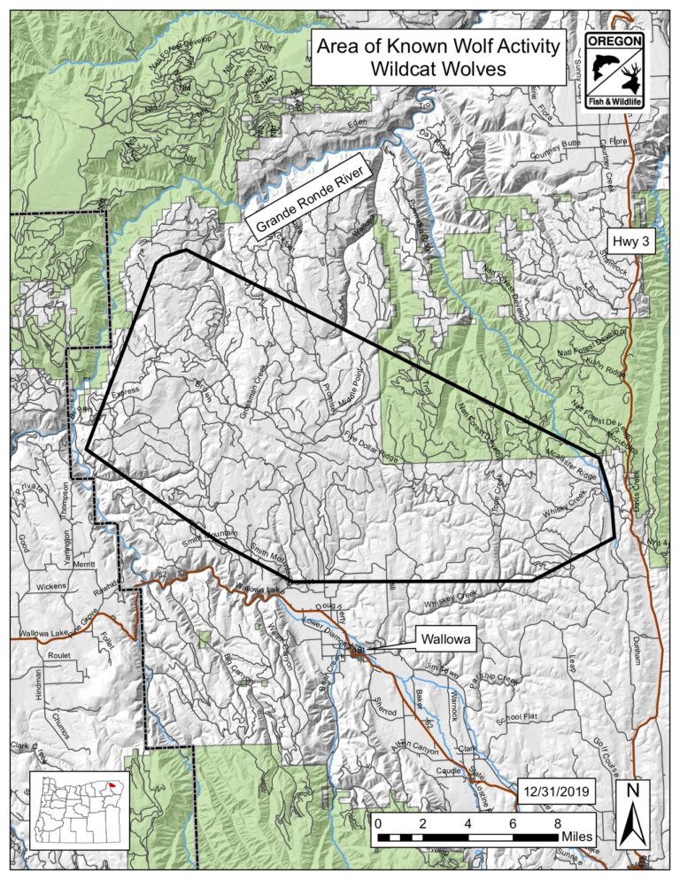 The Wildcat Wolves – Pacific Wolf Coalition