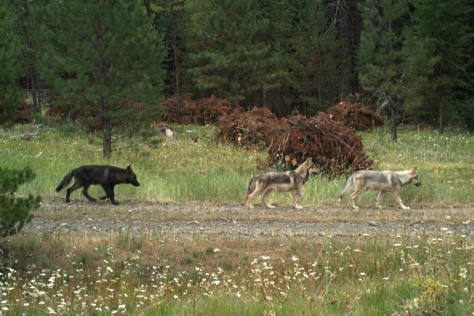 Pacific Wolf Coalition – PROTECTING WOLVES IN THE PACIFIC WEST