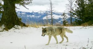 Resources – Pacific Wolf Coalition
