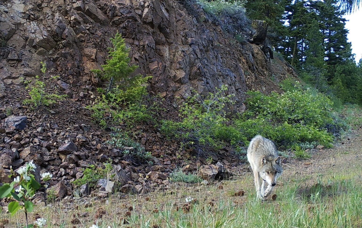 Living with Wolves – Pacific Wolf Coalition
