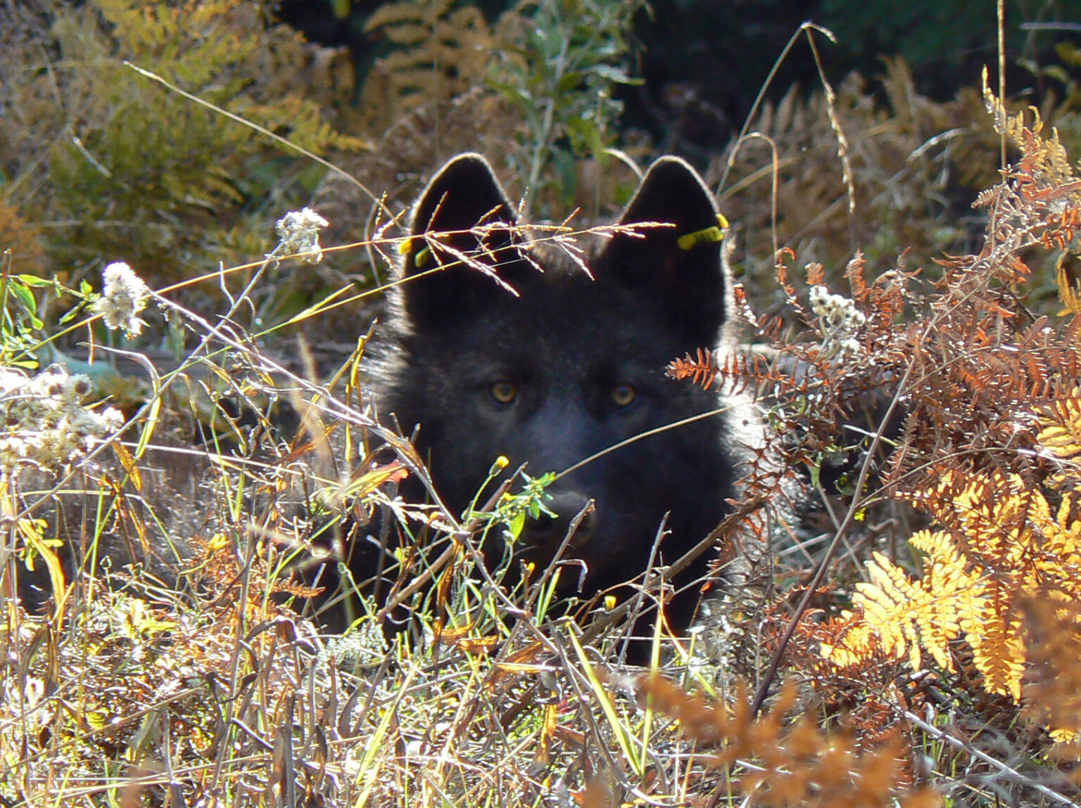 Pacific Wolf Coalition – PROTECTING WOLVES IN THE PACIFIC WEST