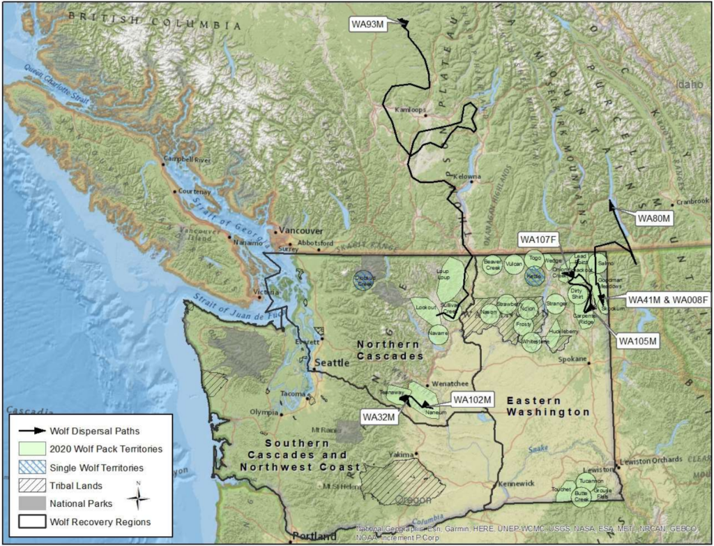 Washington Wolves – Pacific Wolf Coalition