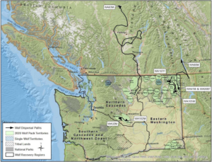 Washington Wolves – Pacific Wolf Coalition