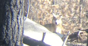 The Yowlumni Pack – Pacific Wolf Coalition