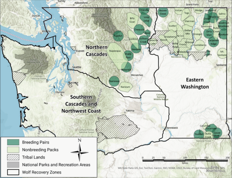 Washington Wolves – Pacific Wolf Coalition